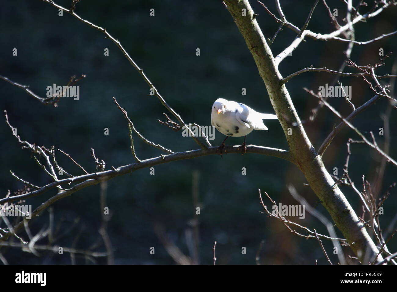 Berlin: Rare white blackbird sighted in a garden in Berlin-Steglitz. It ...