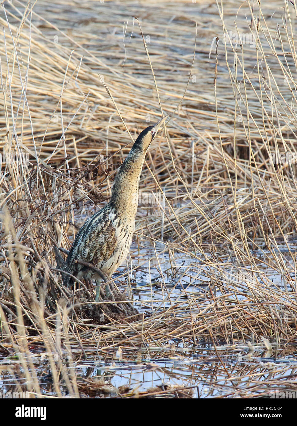 Bittern side view hi-res stock photography and images - Alamy