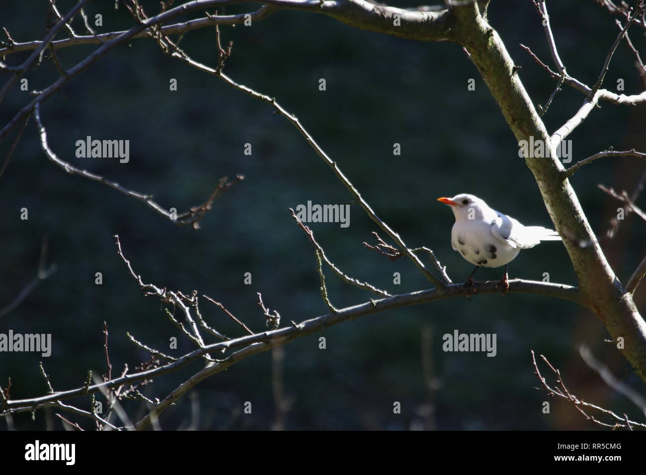 Harmless bird hi-res stock photography and images - Alamy