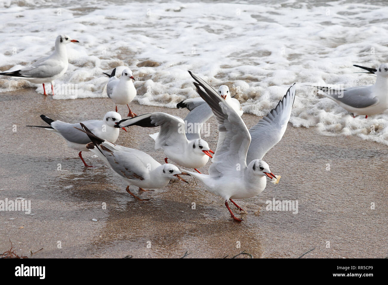 Flock sea gulls fly hi-res stock photography and images - Alamy