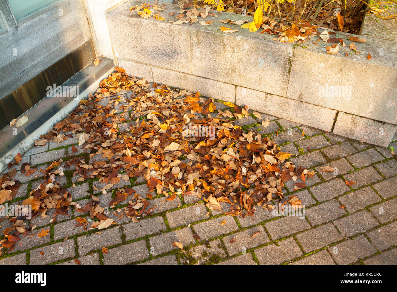 Colorful autumn maple leaves on walkway in Finland Stock Photo - Alamy