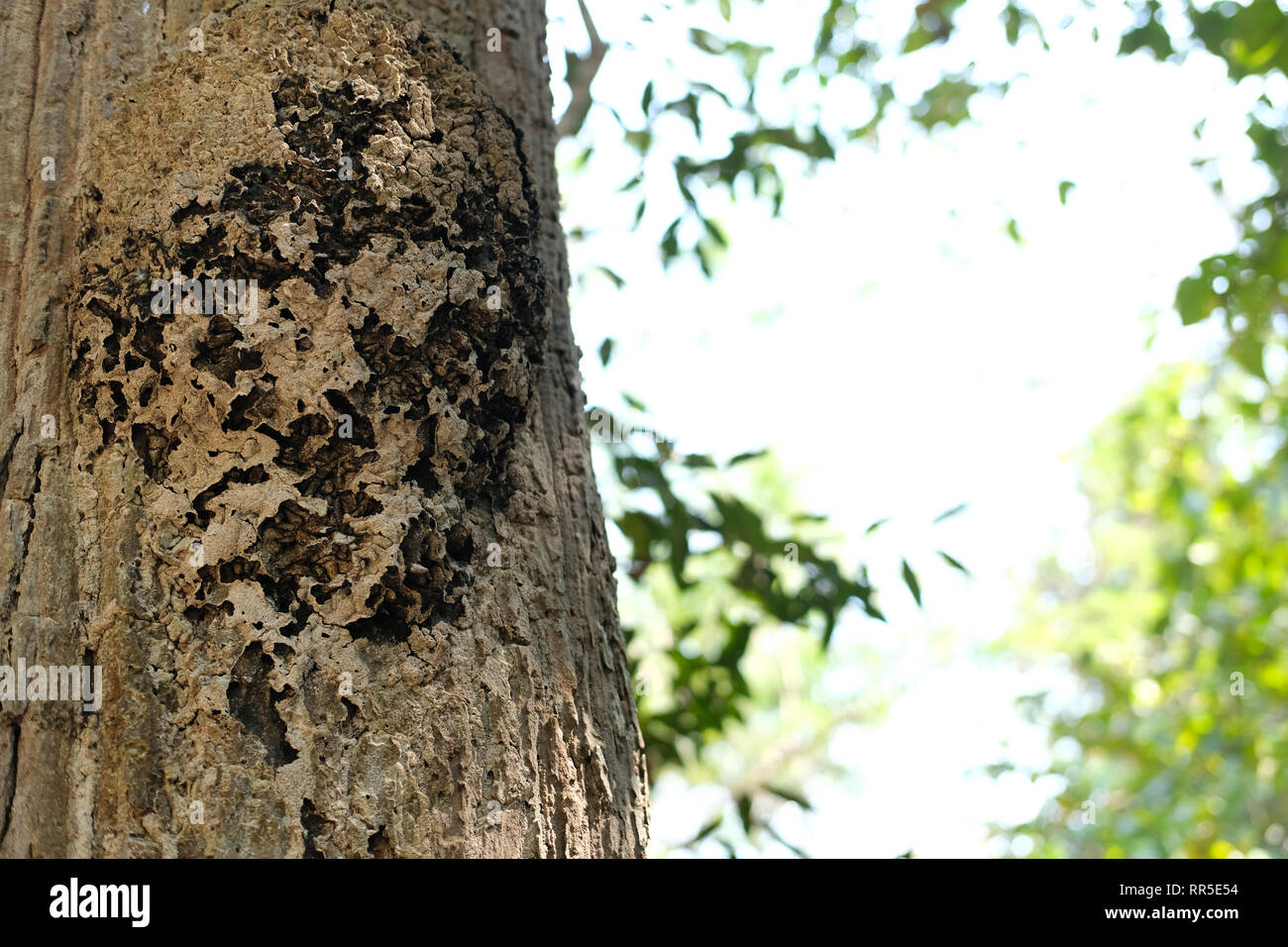 Ant nest on tree hi-res stock photography and images - Alamy