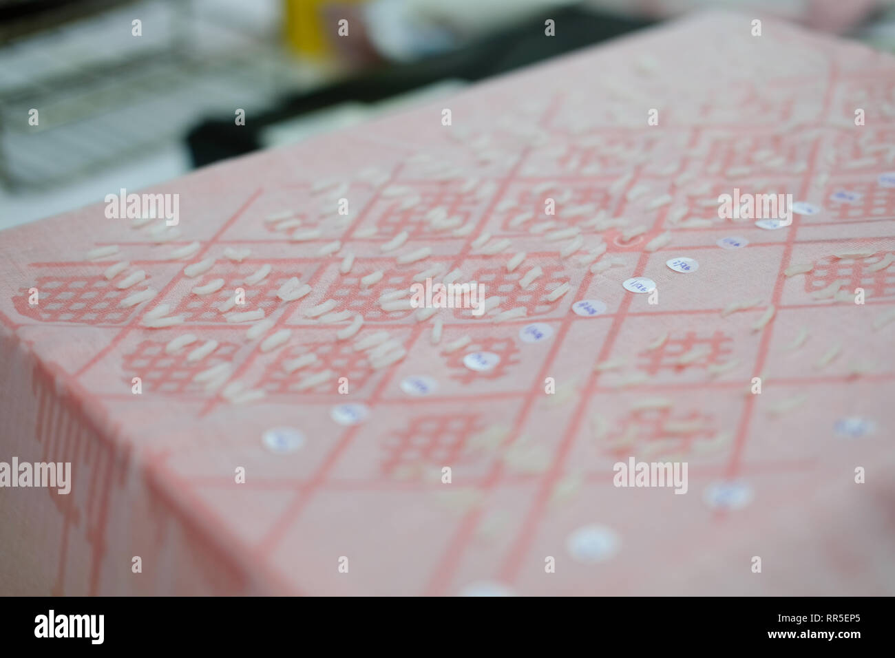 measuring rice grain seed length in laboratory Stock Photo - Alamy