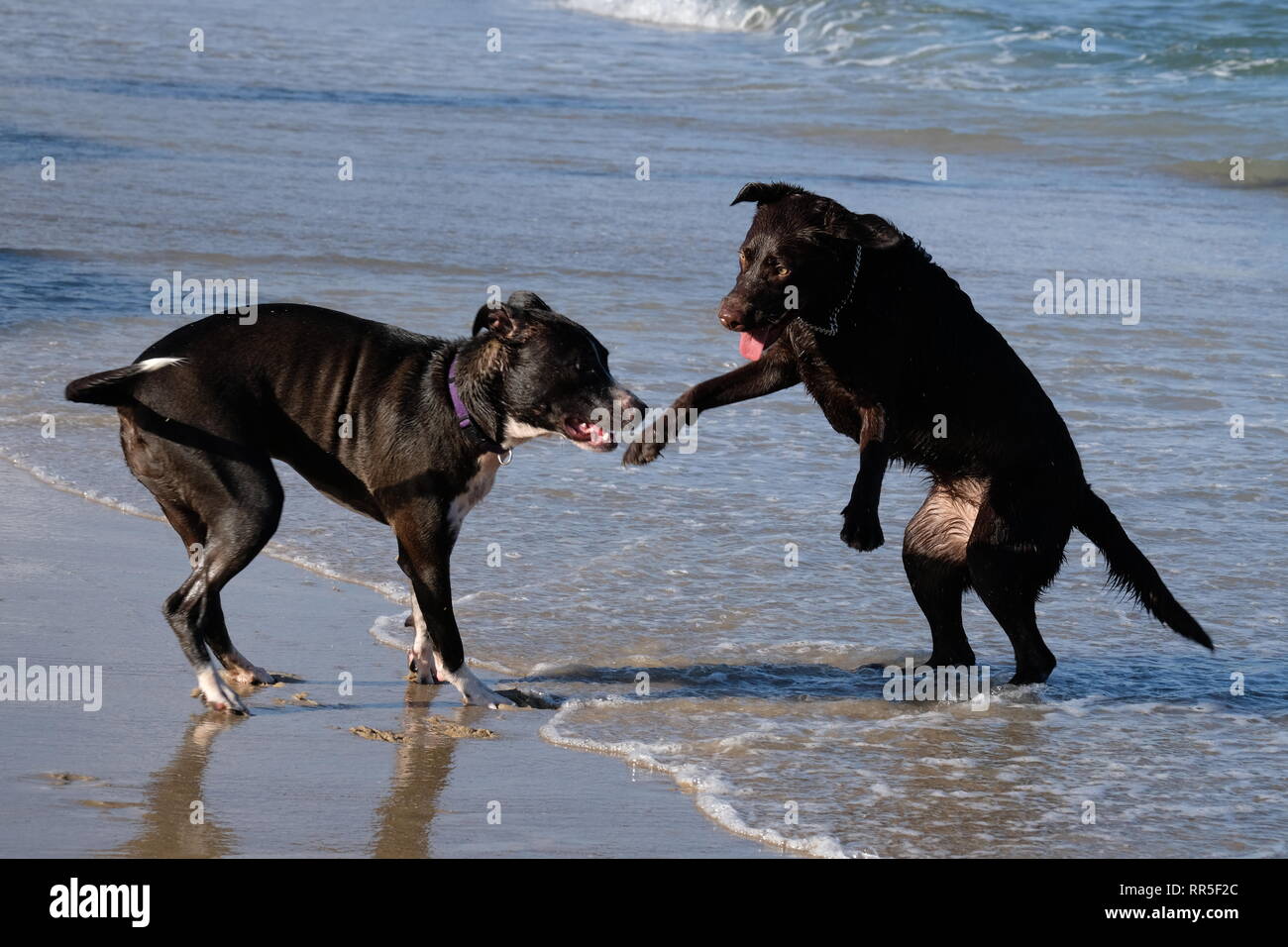 2 playful dogs playing and fighting on a beach Stock Photo - Alamy