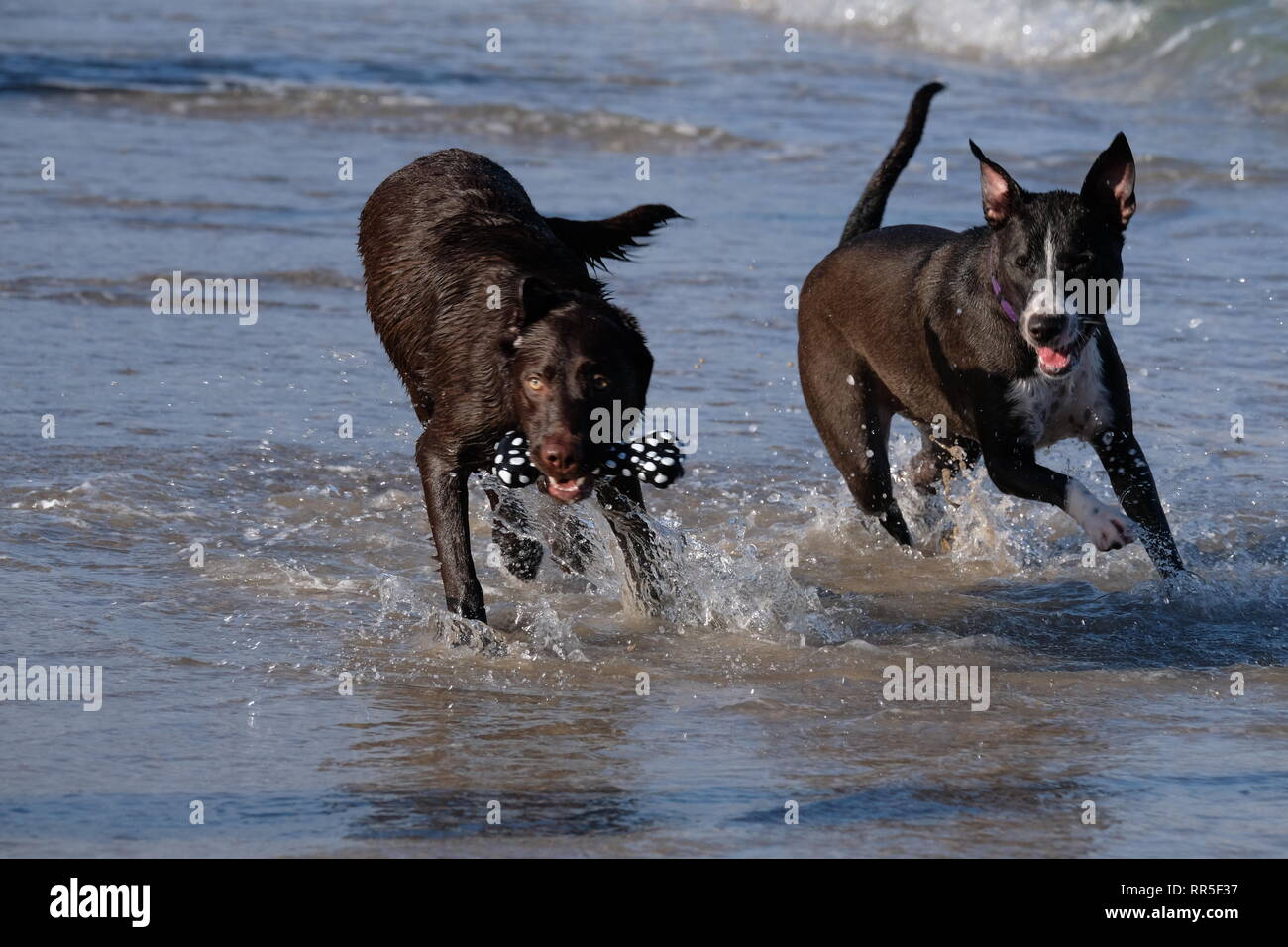 2 playful dogs playing and fighting on a beach Stock Photo - Alamy