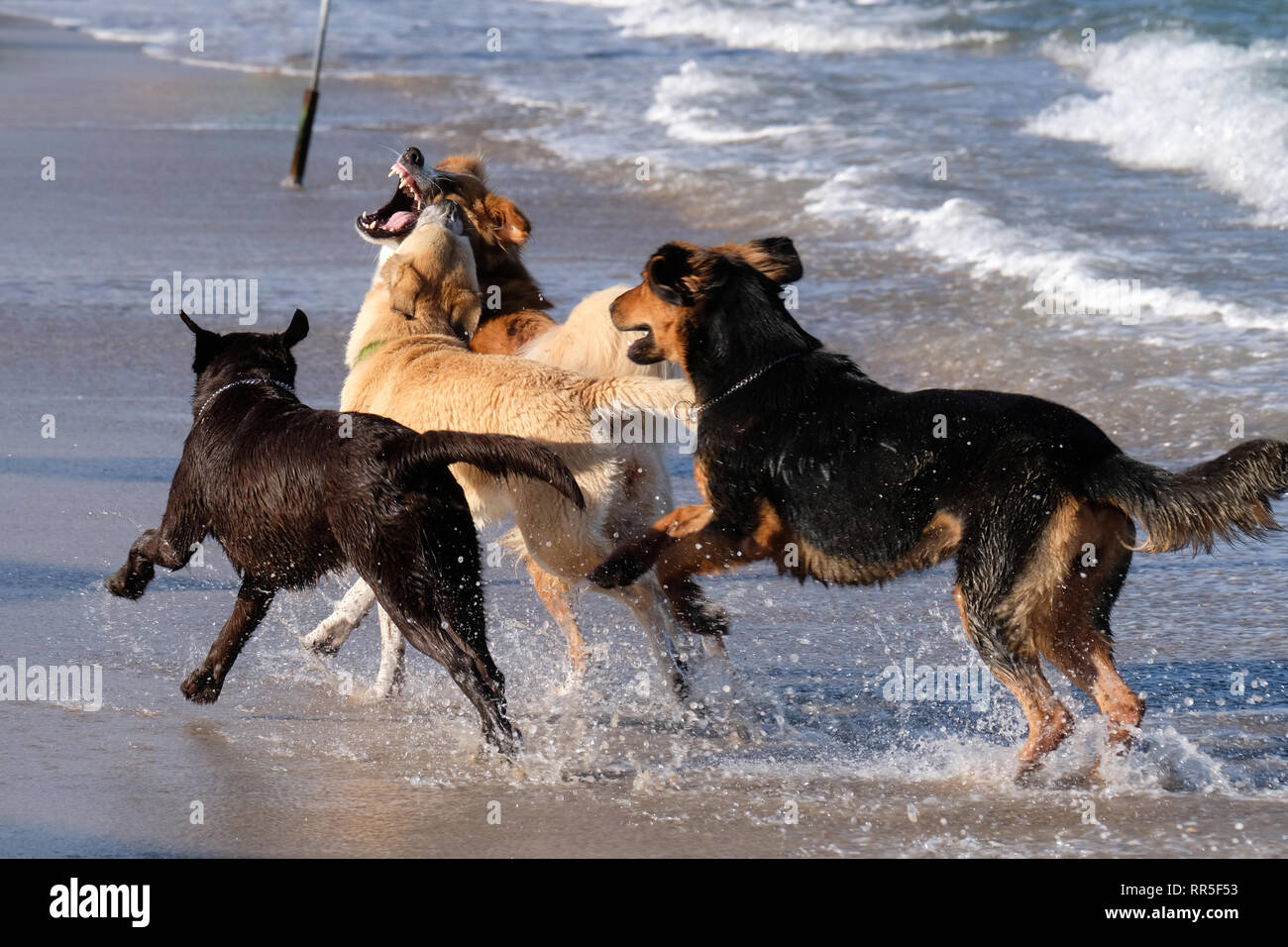 Three playful dogs playing and fighting on a beach Stock Photo - Alamy