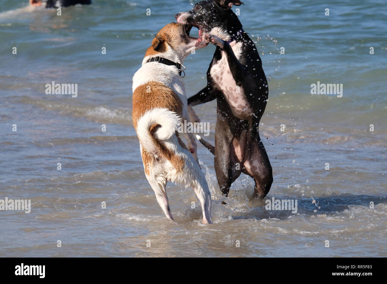 2 dogs fighting hi-res stock photography and images - Alamy