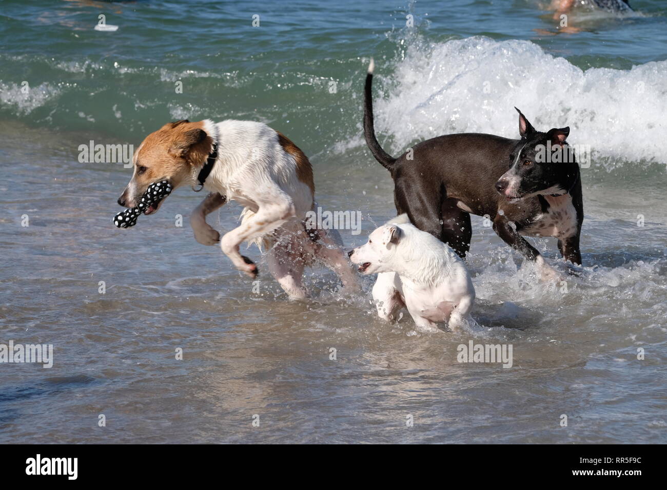 Three playful dogs playing and fighting on a beach Stock Photo - Alamy