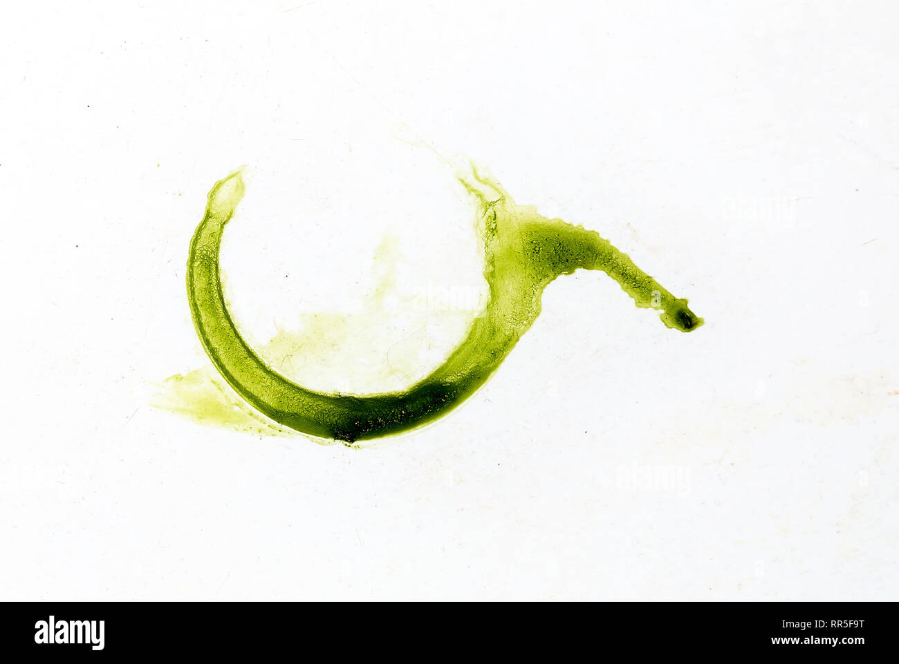 Algae stain hi-res stock photography and images - Alamy