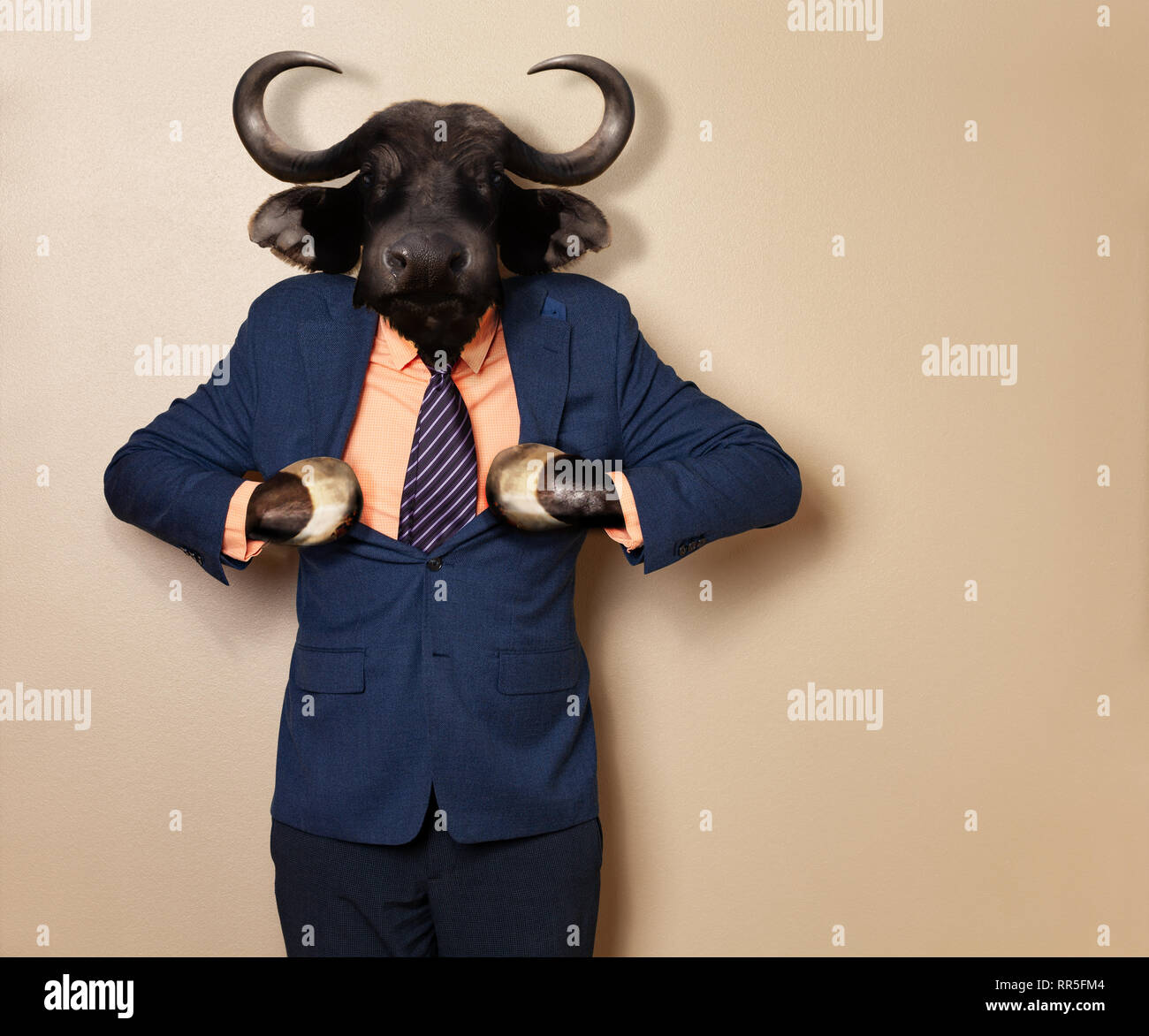 Male wildebeest in office clothing suit and shirt Stock Photo - Alamy