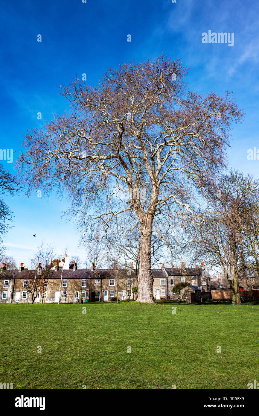 Giant tree at Jesus College Cambridge University, England Stock Photo ...