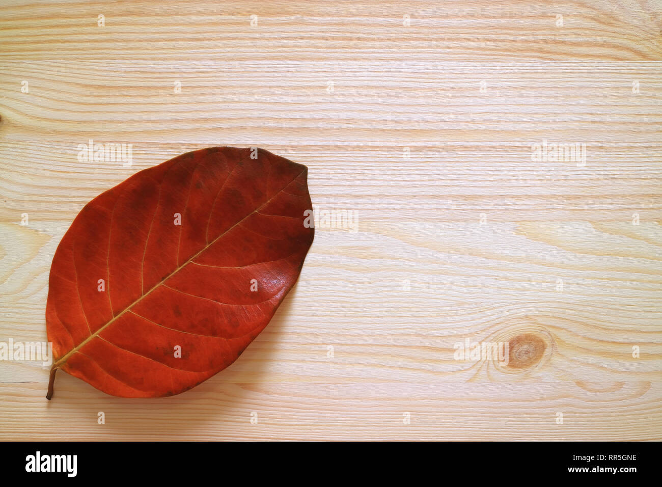 Red autumn leaf isolated on light brown wooden table with free space ...