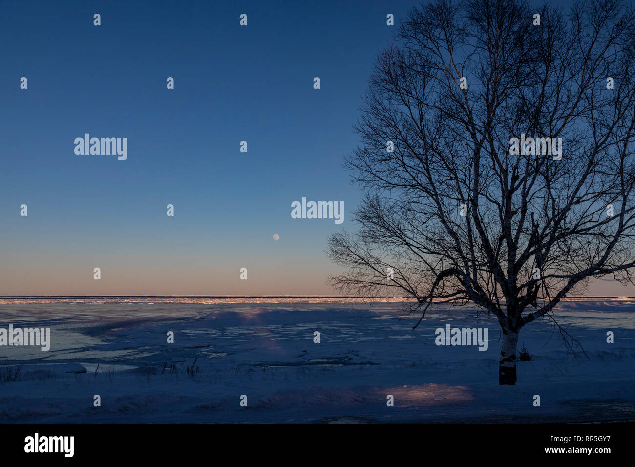 Rogers City, Michigan - A lone tree in winter on the shore of Lake ...