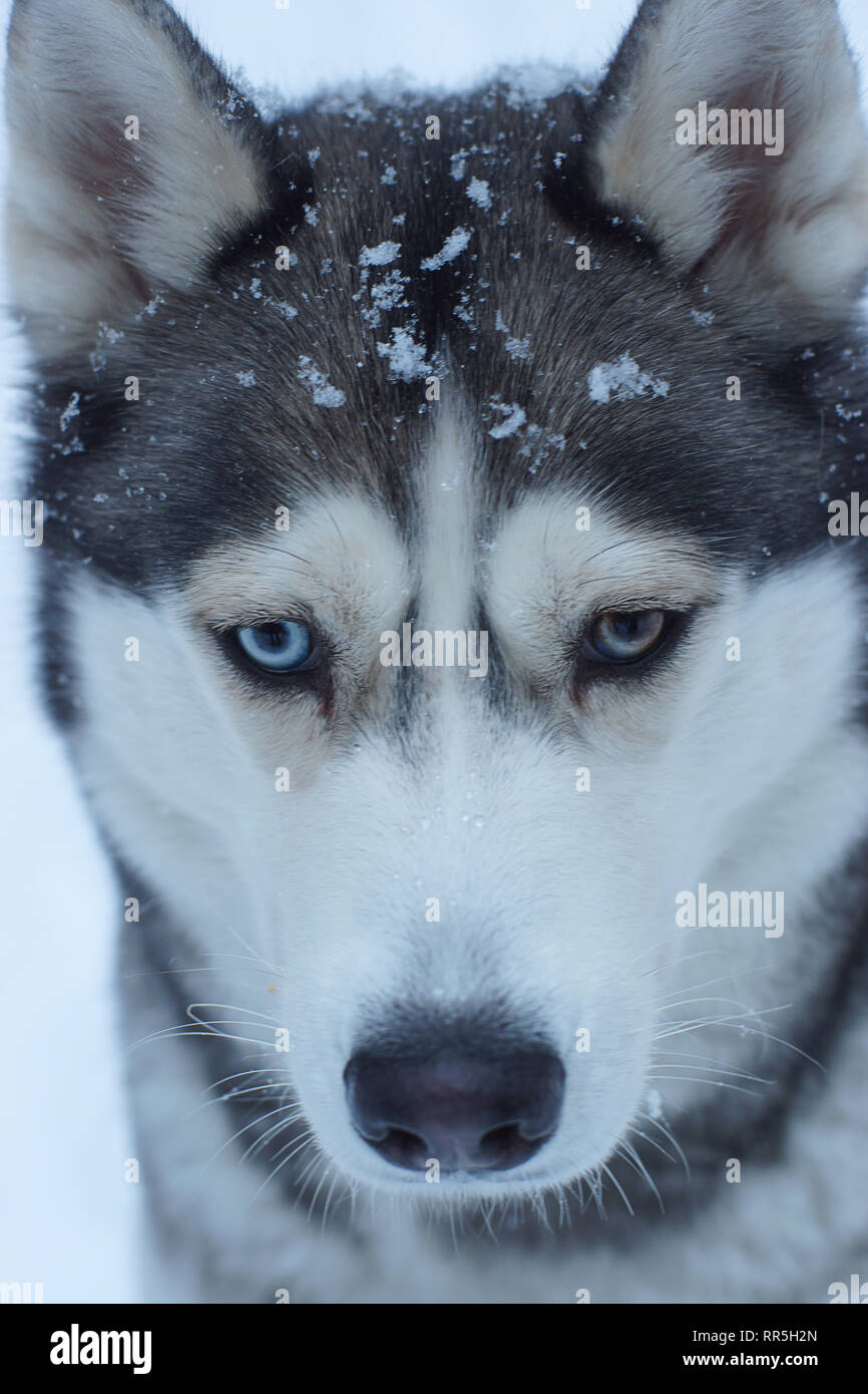 Different eyes hi-res stock photography and images - Alamy