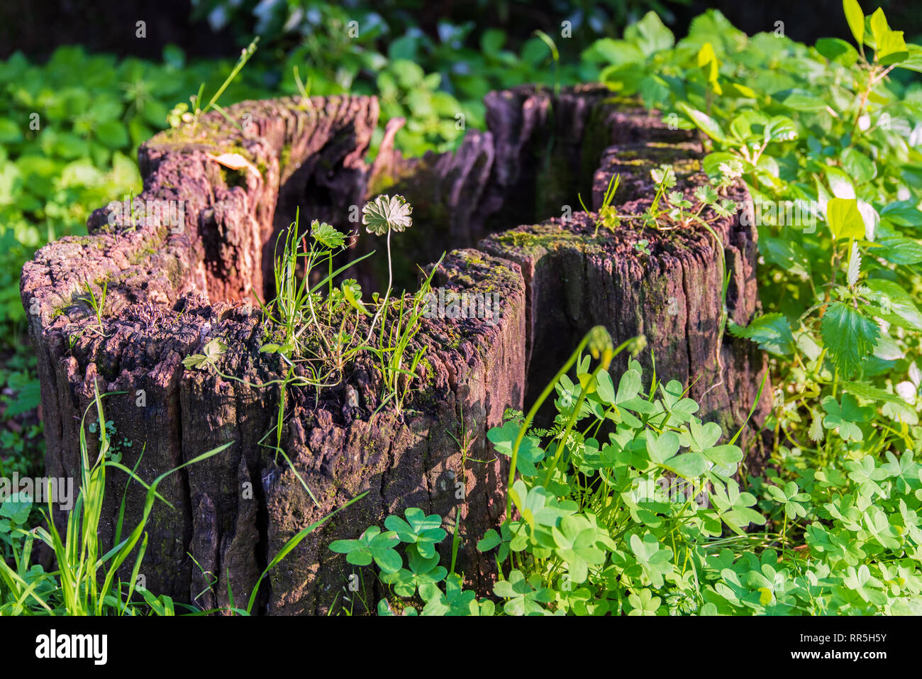 Dead tree log hi-res stock photography and images - Alamy