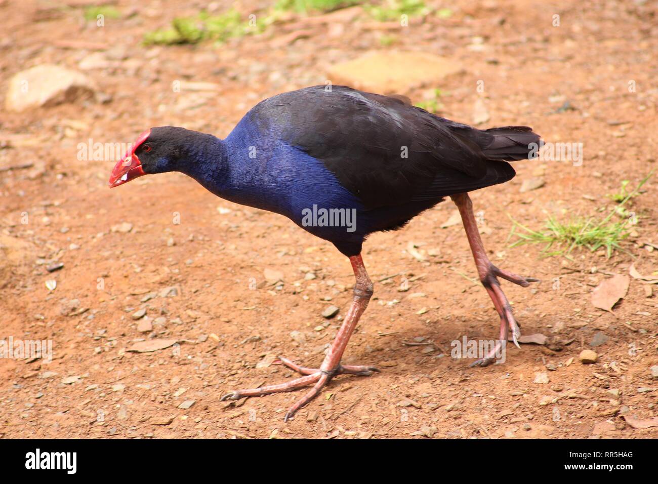 Large black and blue moorhen walking across dusty brown ground Stock ...