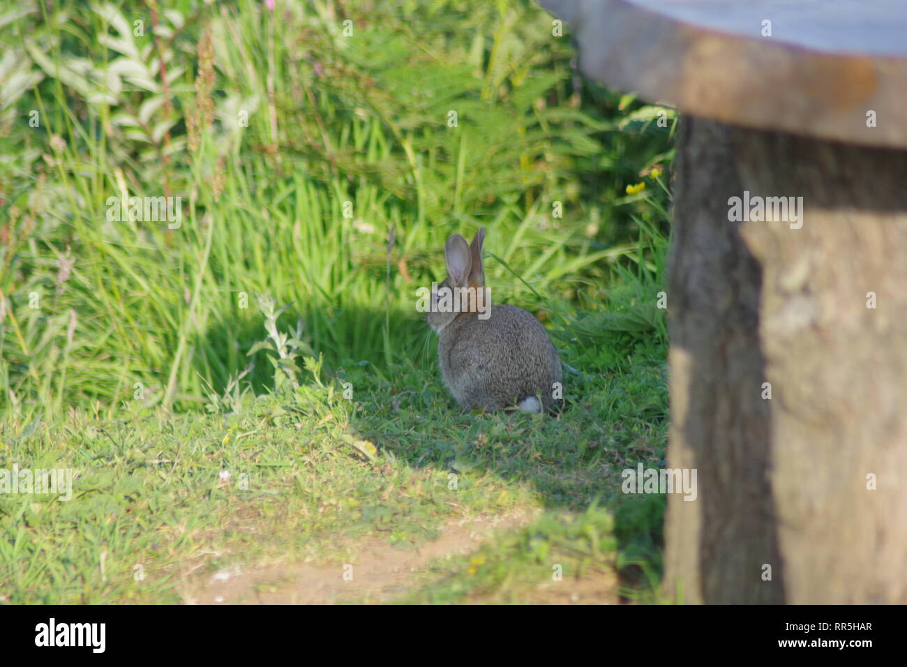 Bunny Rabbit (Oryctolagus cuniculus) by Lush Grass on a Summers Evening ...
