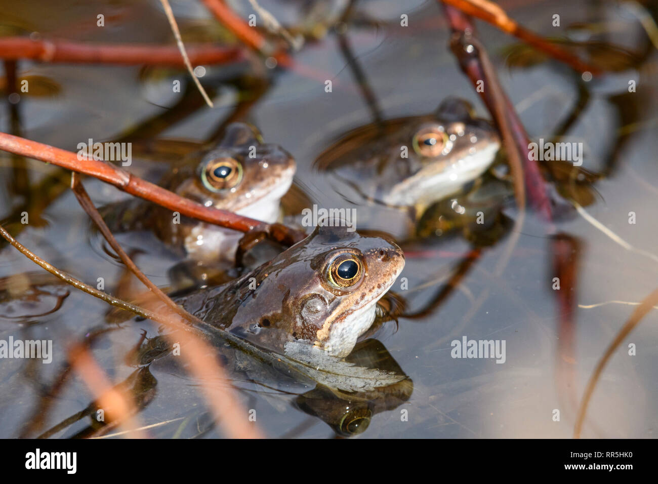 Common Frogs, Rana temporaria, in a pond, Dumfries & Galloway, Scotland ...