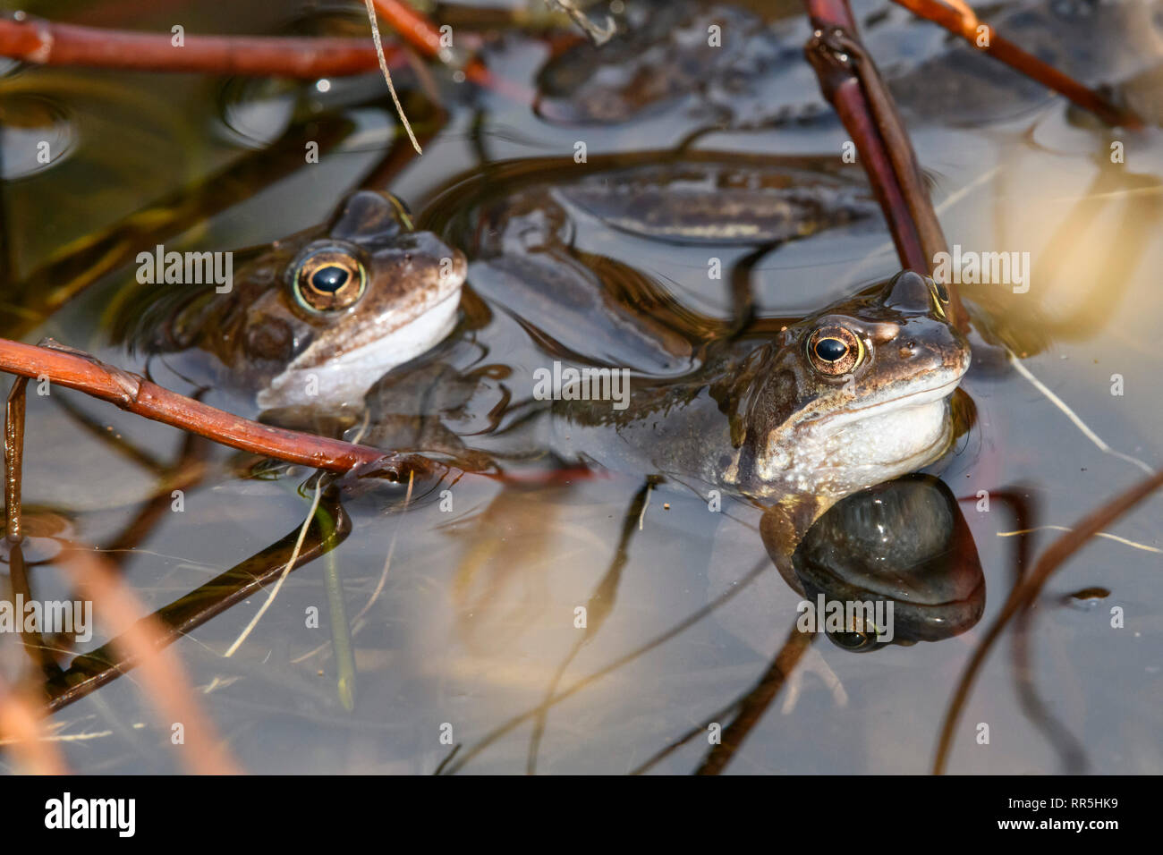 Common Frogs, Rana temporaria, in a pond, Dumfries & Galloway, Scotland ...