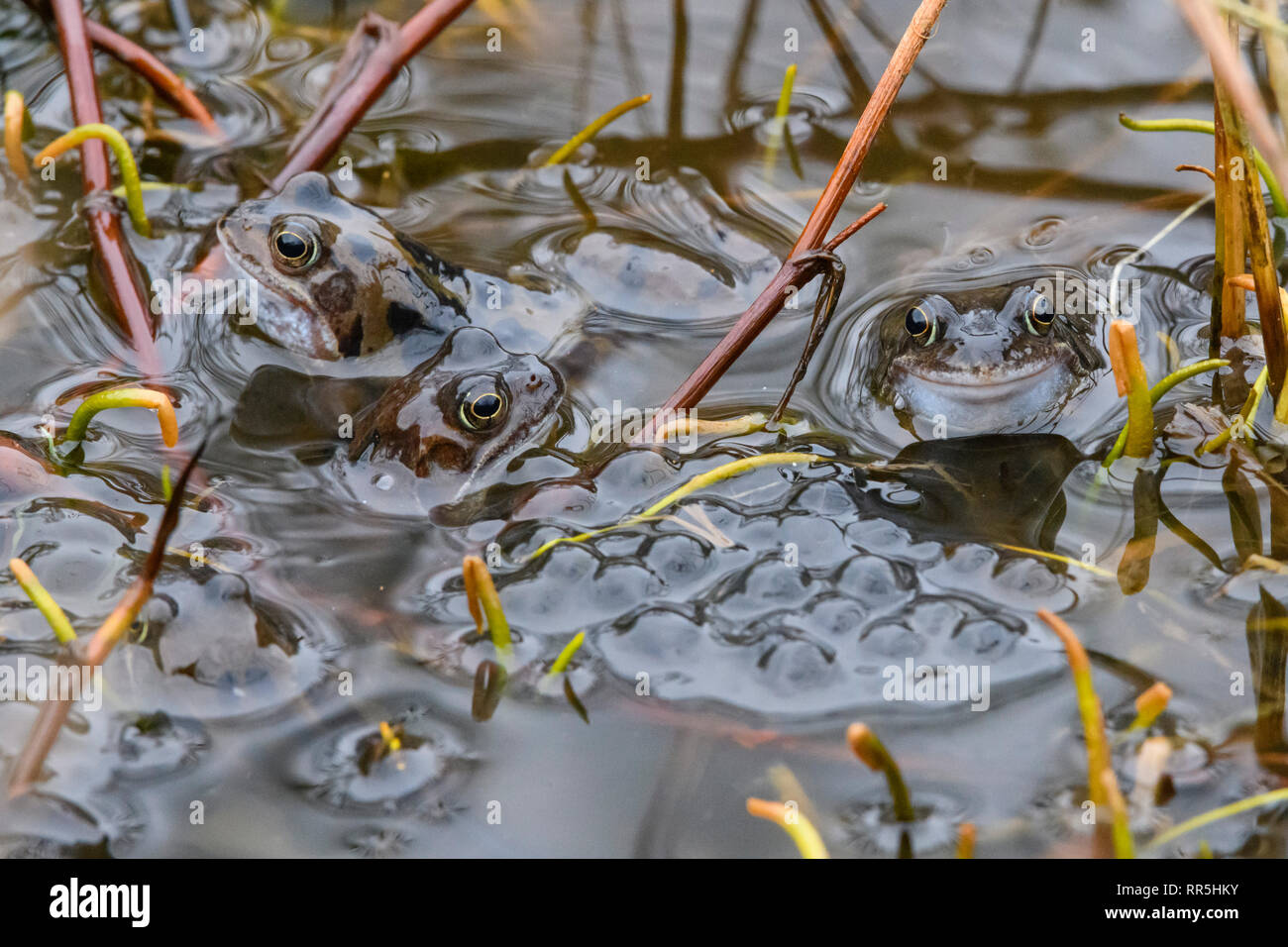 Common Frogs, Rana temporaria, and frogspawn in a pond, Dumfries ...