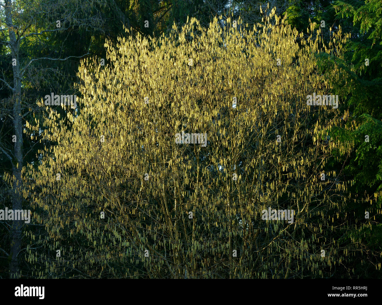 Common hazel tree hi-res stock photography and images - Alamy