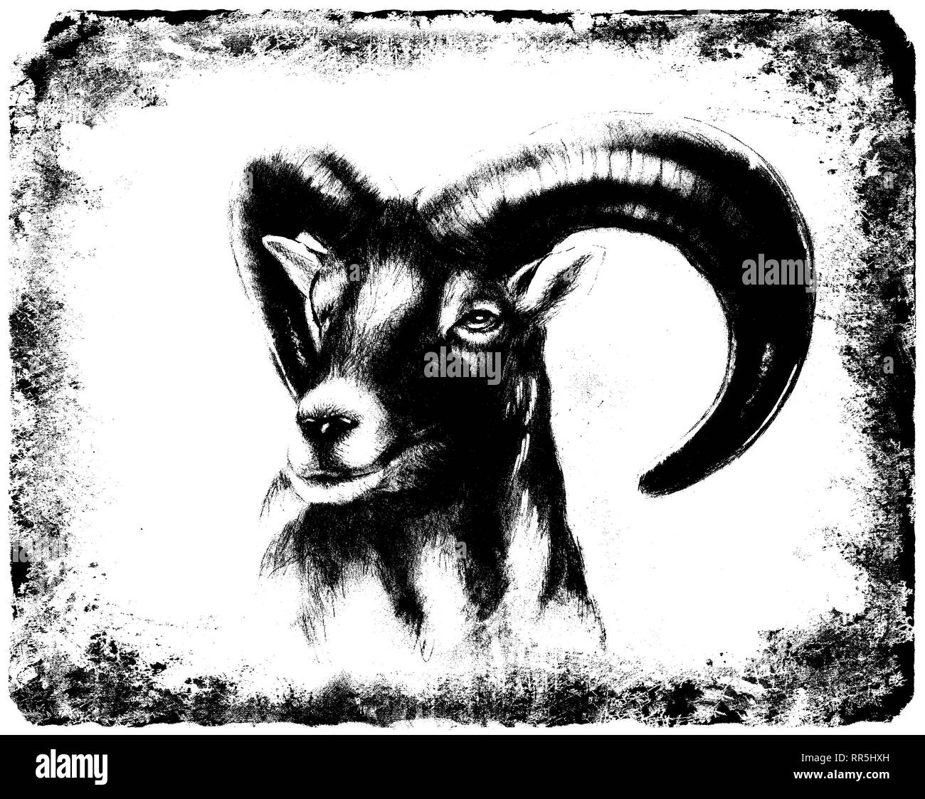Drawing of male wild sheep with mighty horns on abstract blurry ...