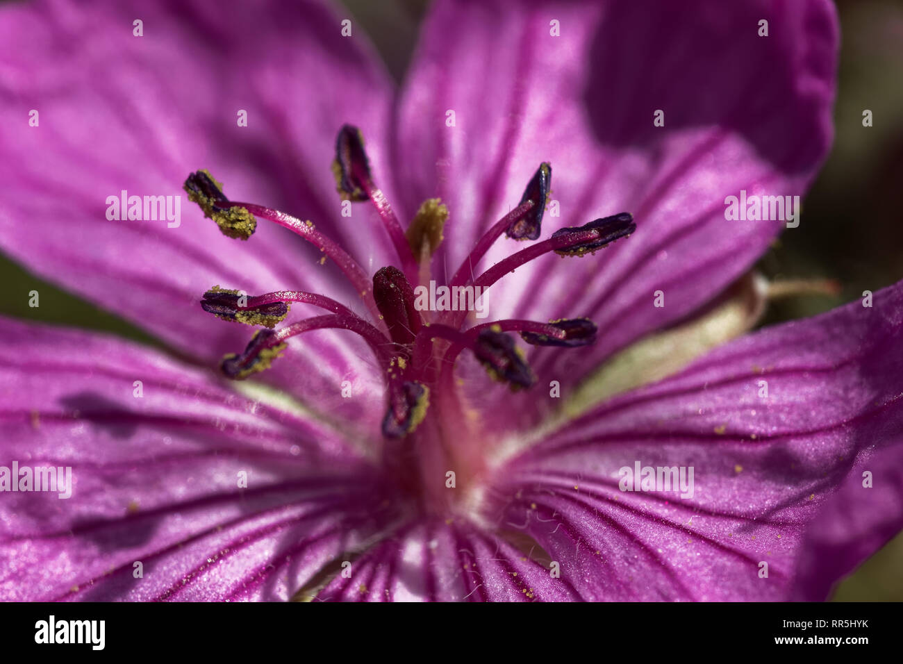 A wild geranium shows its colors Stock Photo - Alamy