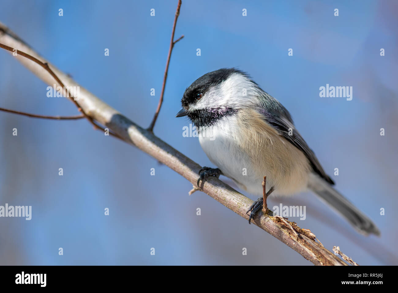 Chickadee (Poecile atricapillus) perching in winter in Michigan, USA ...