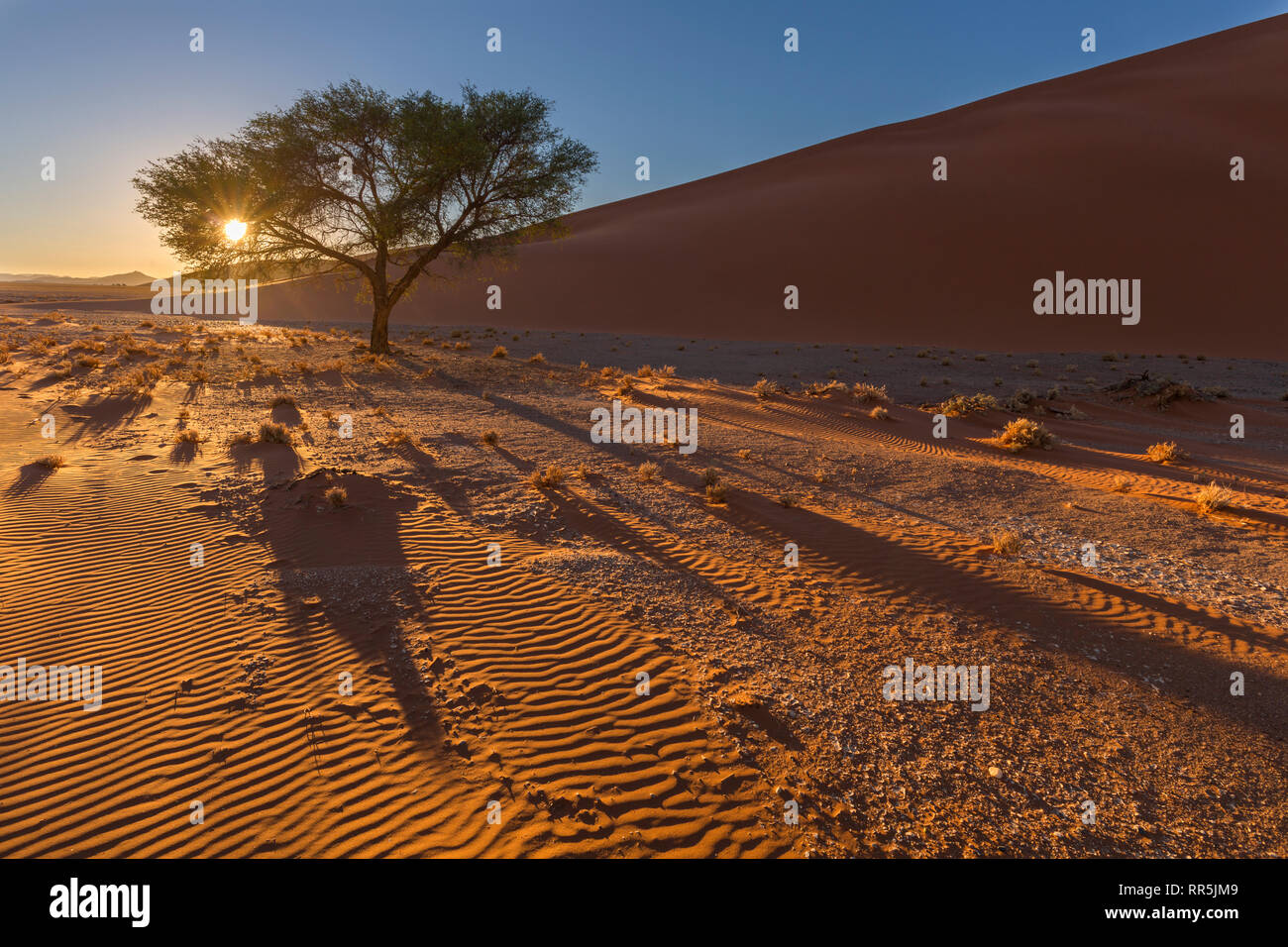 Sunrise at the camelthorn tree Stock Photo - Alamy