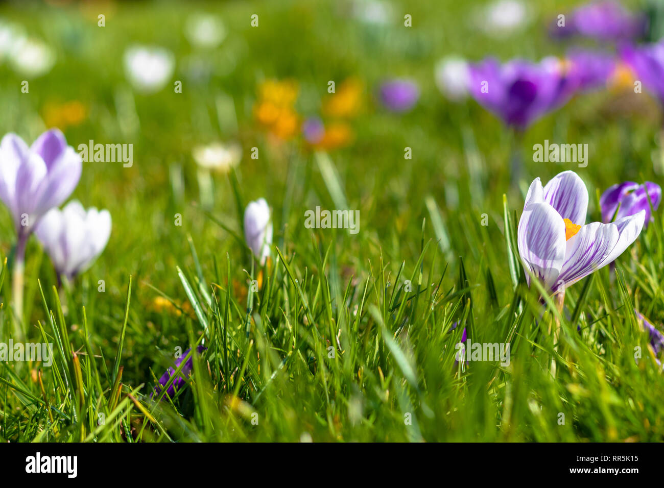 Crocus flowers in bloom, spring time in London Stock Photo - Alamy