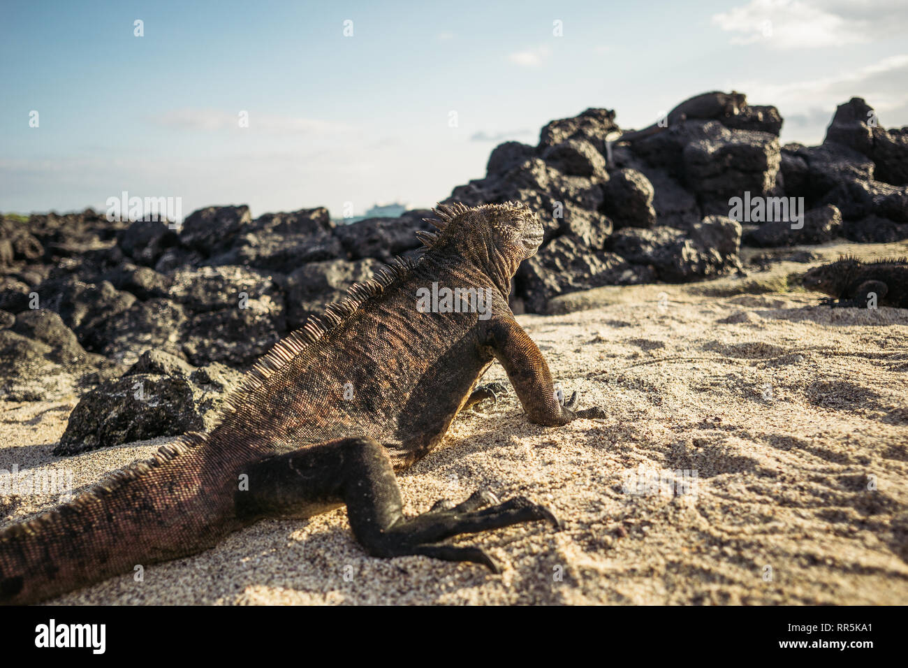 Lava rock ecosystem hi-res stock photography and images - Alamy
