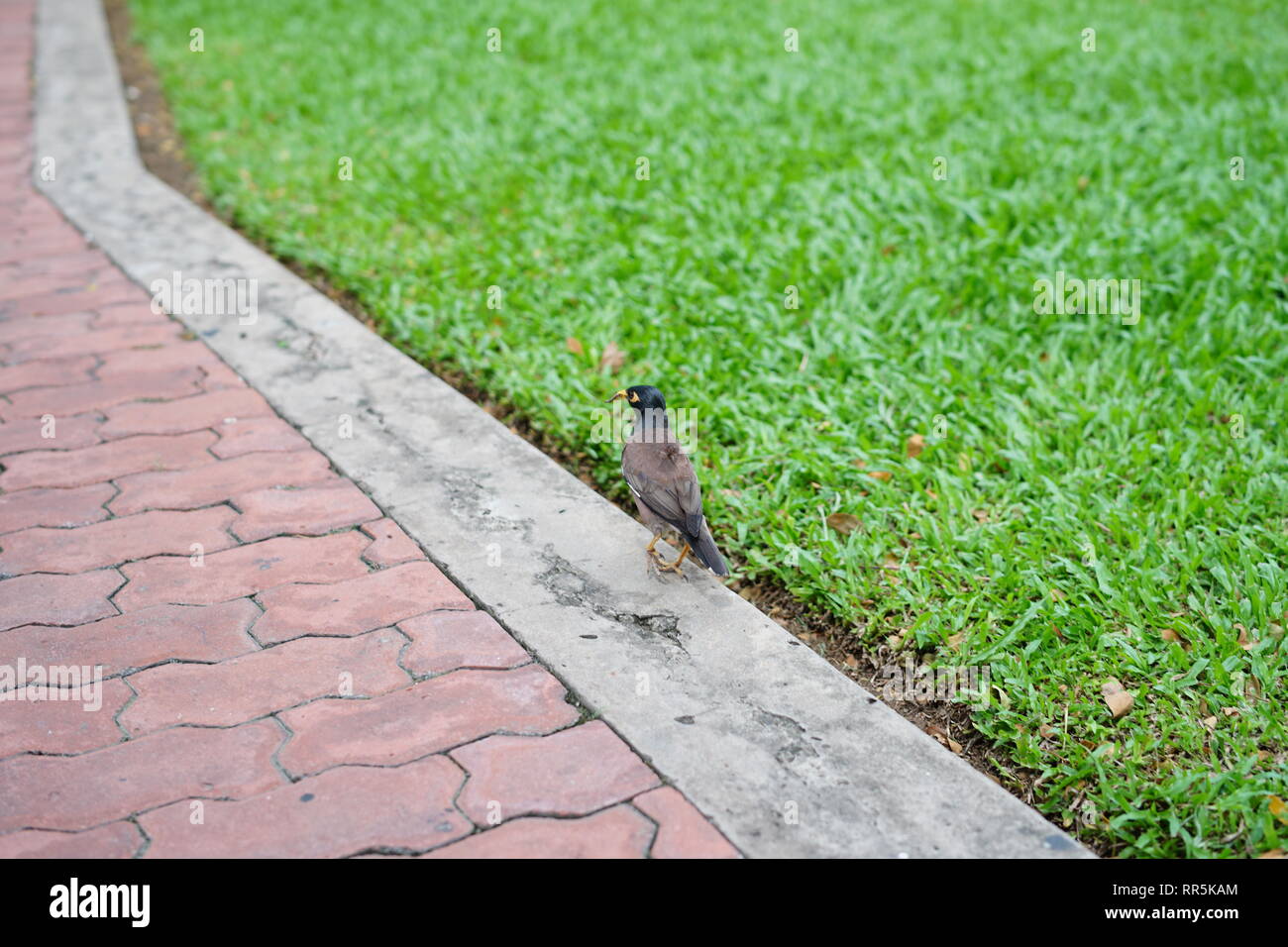 Little bird walking around Stock Photo - Alamy