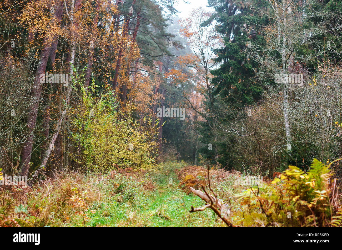 Fairy tale foggy forest hi-res stock photography and images - Alamy