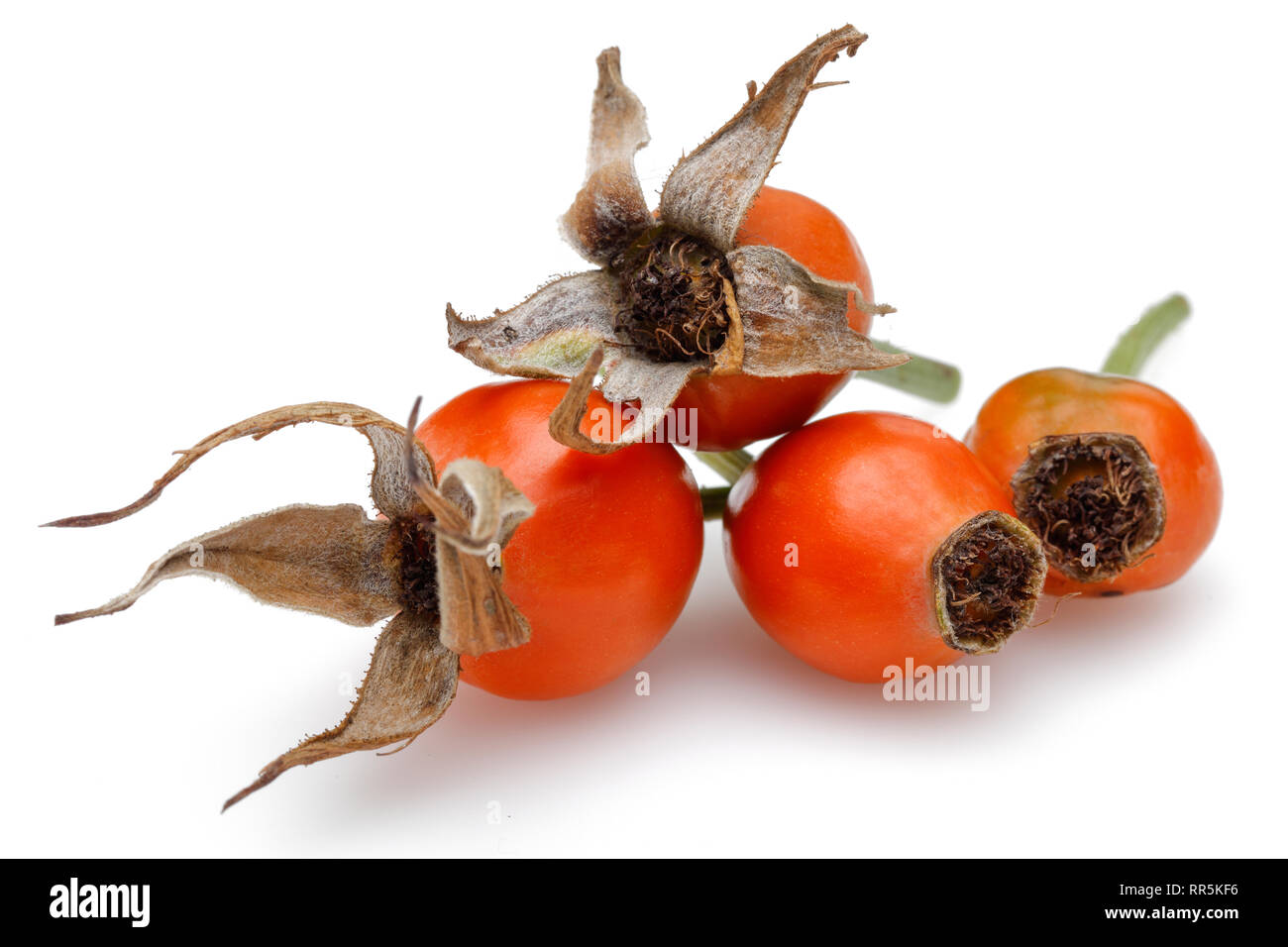 Fresh rose hips isolated on white background Stock Photo - Alamy