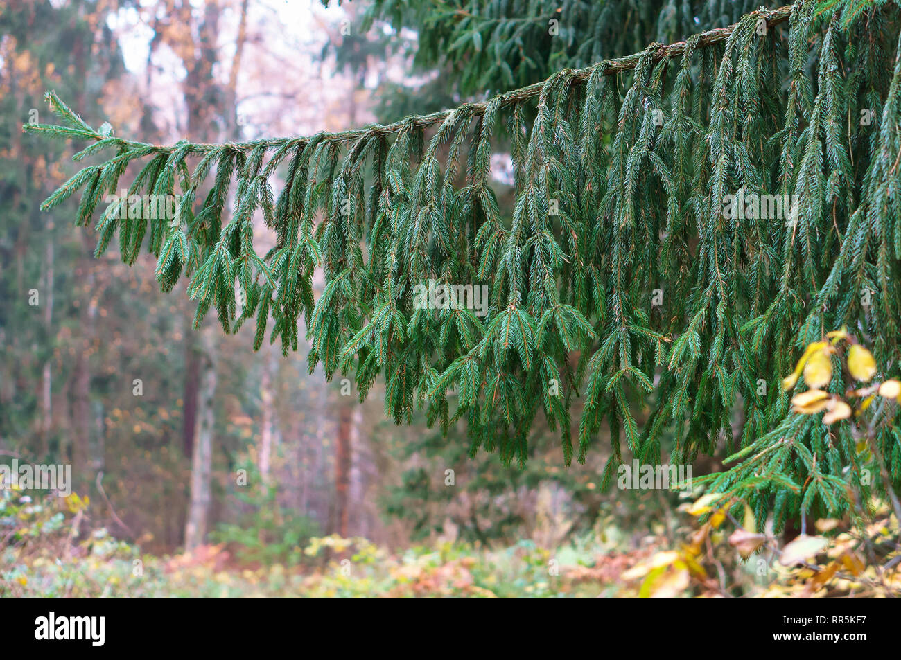 Branch spruce hi-res stock photography and images - Alamy