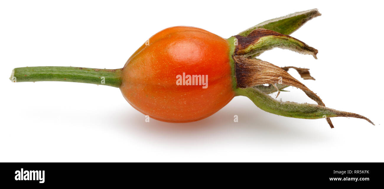 Fresh rose hips isolated on white background Stock Photo - Alamy