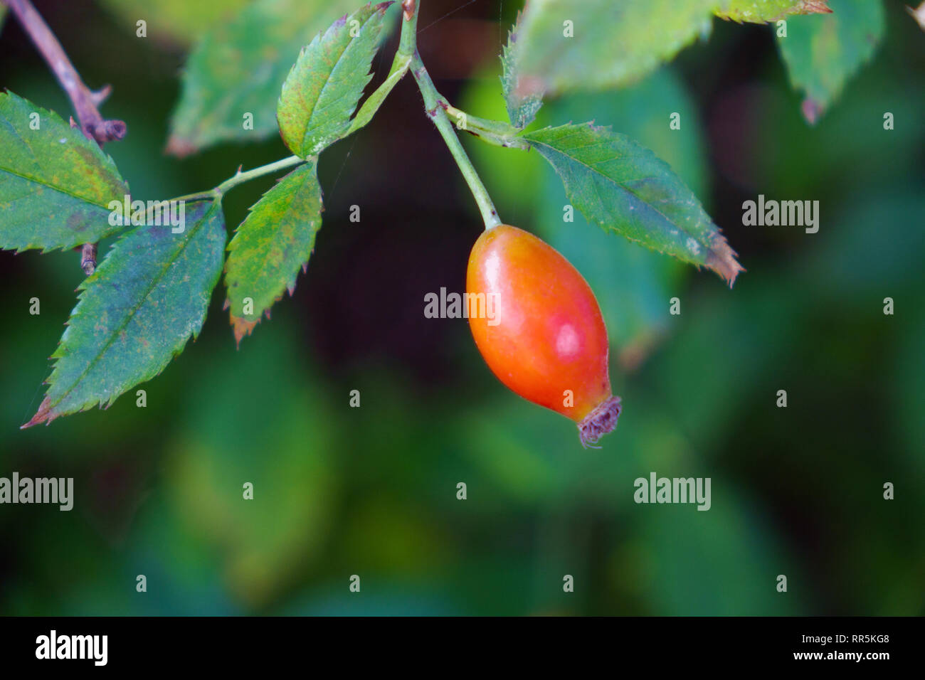 Branches of rose hips in autumn, full frame Stock Photo - Alamy
