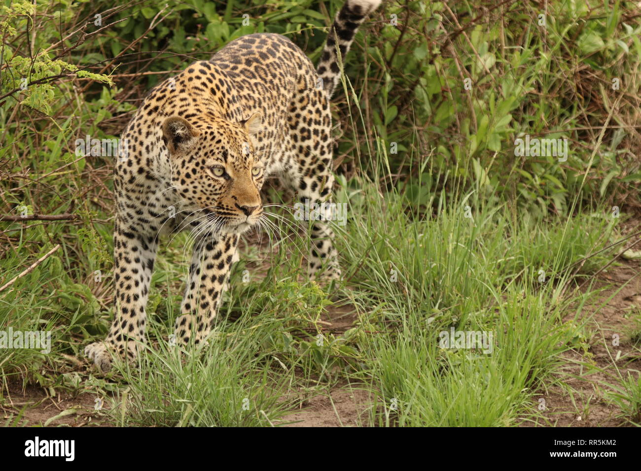 Ein Leopard in Uganda, Queen-Elizabeth Nationalpark Afrika Stock Photo ...