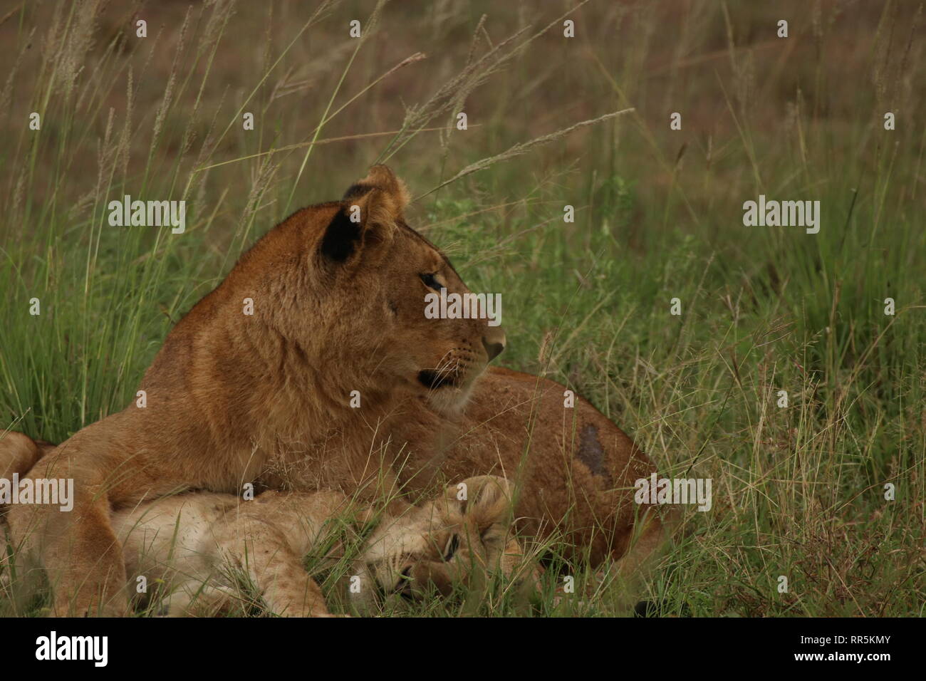 Löwen im Queen Elizabeth Nationalpark Uganda Afika beim Spielen und ...