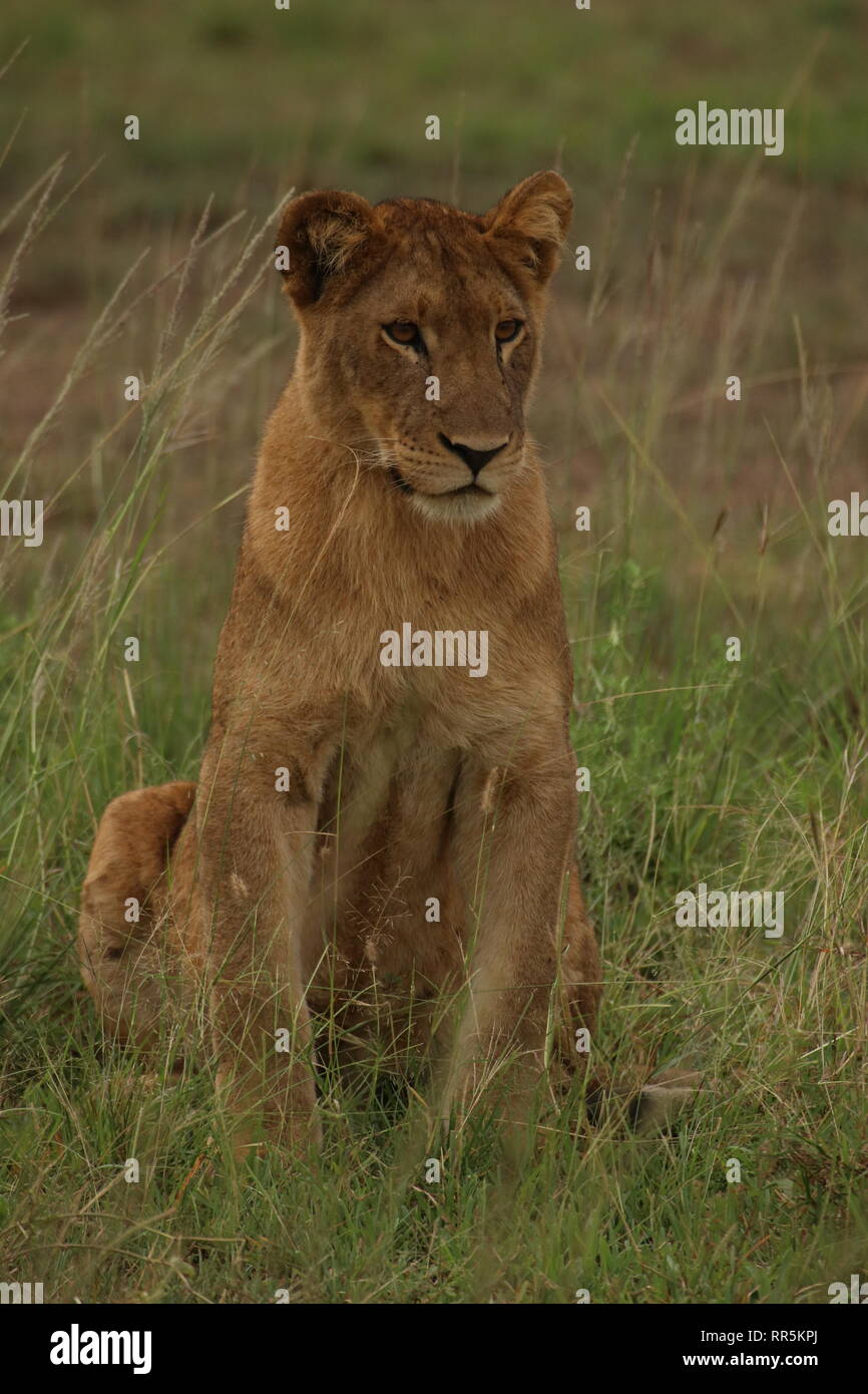 Löwen im Queen Elizabeth Nationalpark Uganda Afika beim Spielen und ...
