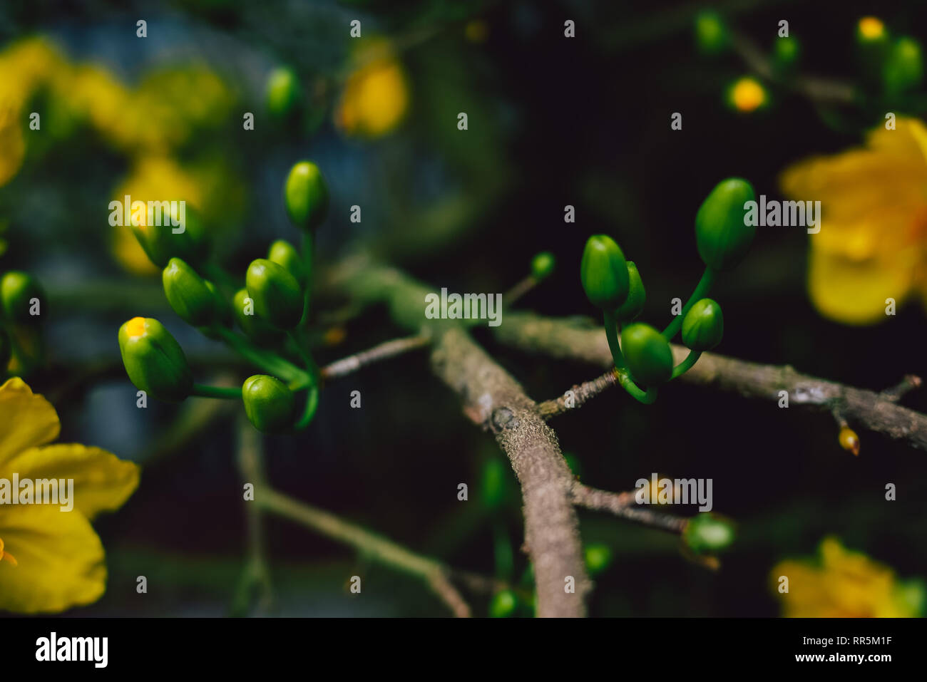 Vietnam tet tree hi-res stock photography and images - Alamy