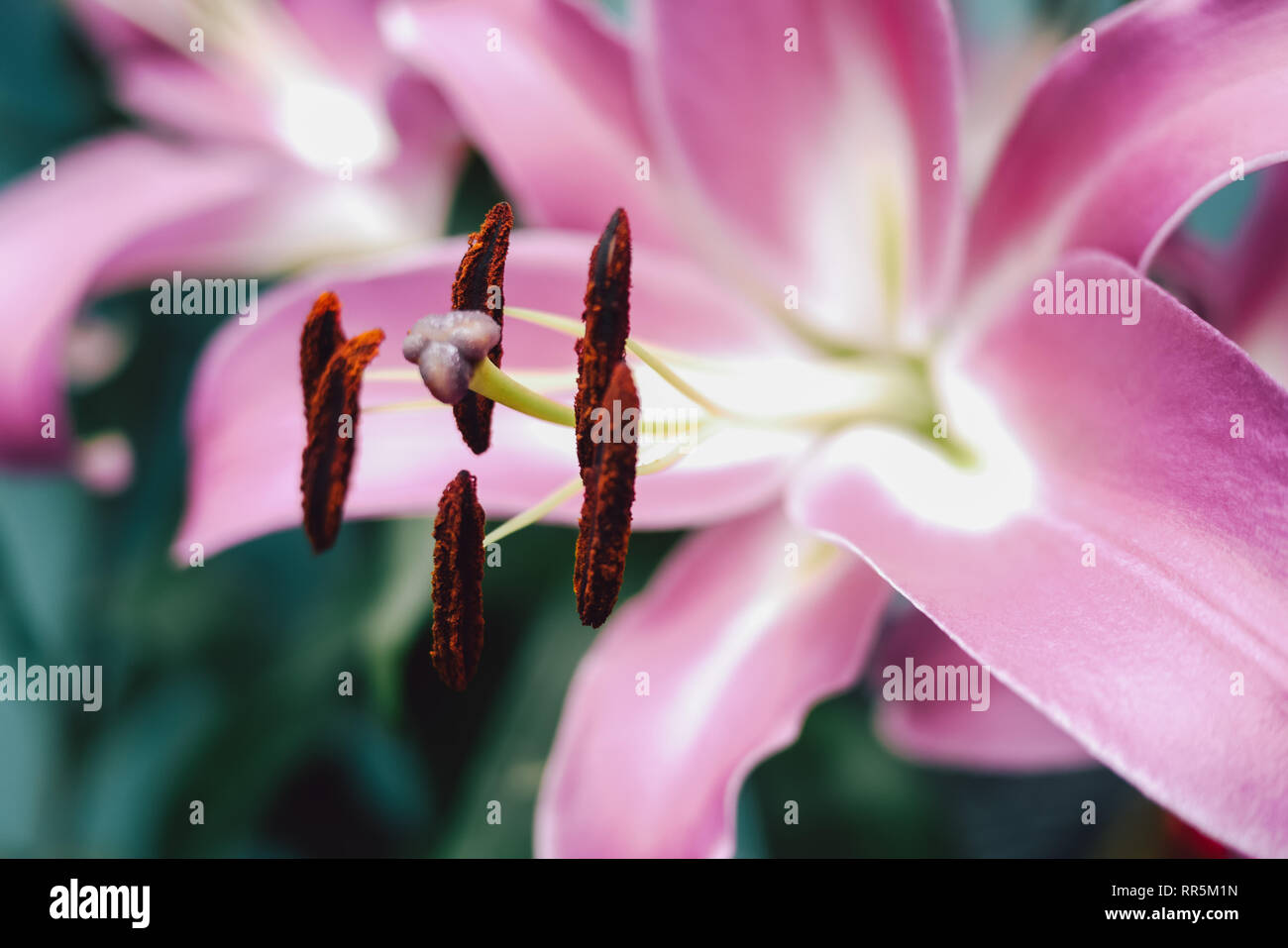 Stamen and pistil of pink flower lilies close up. Abstract Nature background. Curve of Lily ...