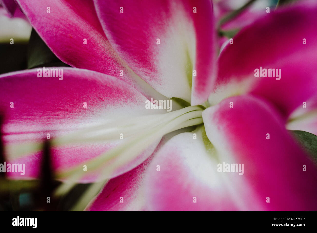 Stamen and pistil of pink flower lilies close up. Abstract Nature background. Curve of Lily ...
