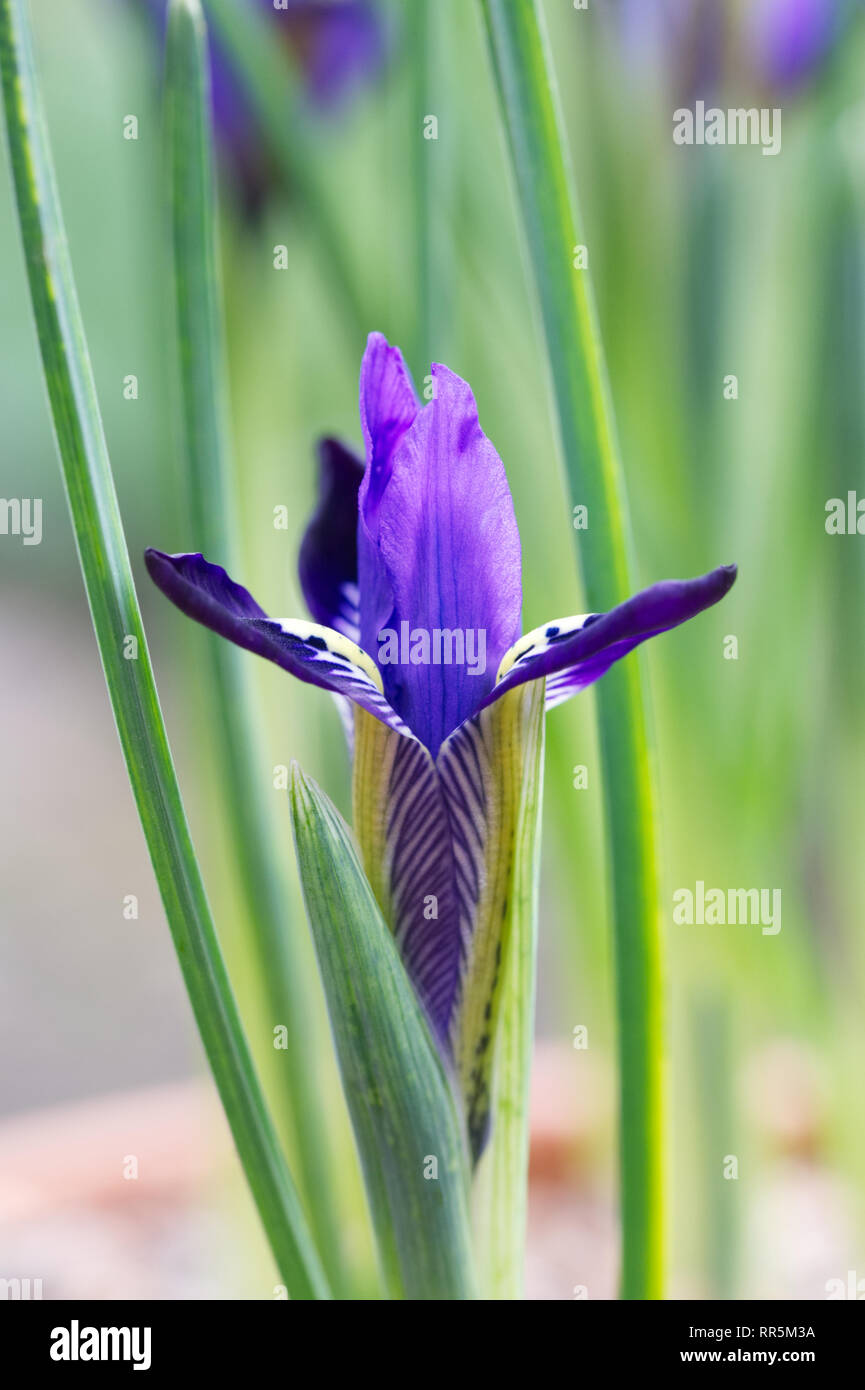 Iris reticulata 'Fabiola' flowers Stock Photo - Alamy
