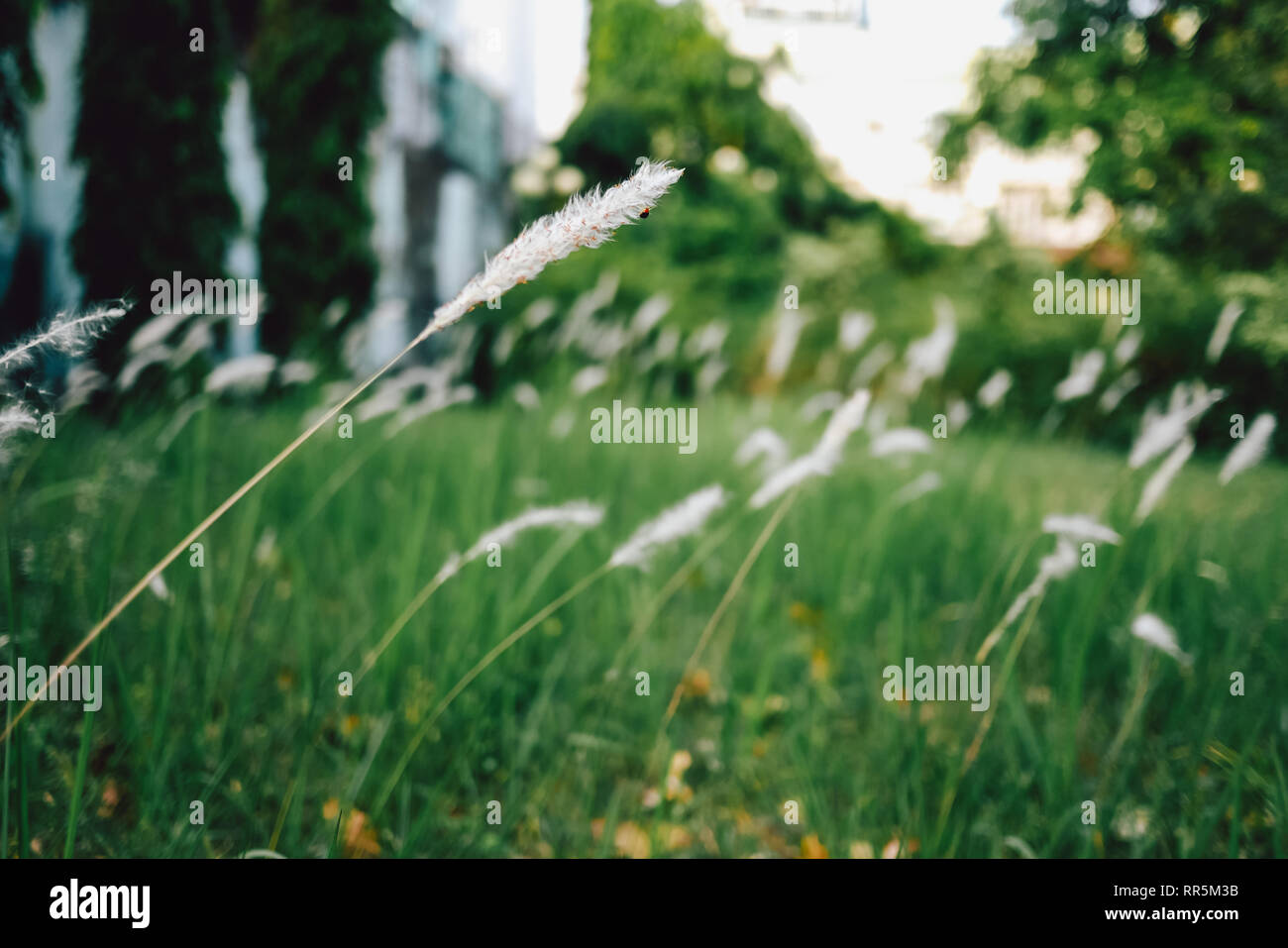 Setaria viridis hi-res stock photography and images - Alamy