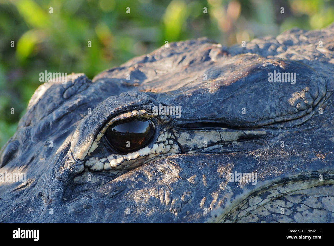 Closeup of the eye of an American Alligator, Alligator mississippiensis ...