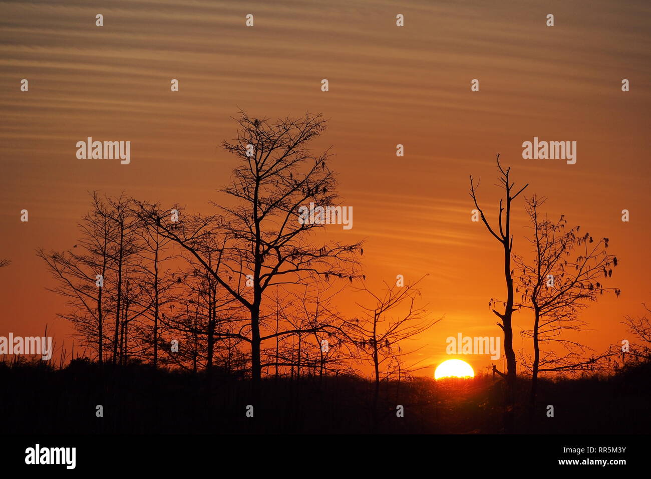 Cypress trees in silhouette hi-res stock photography and images - Alamy
