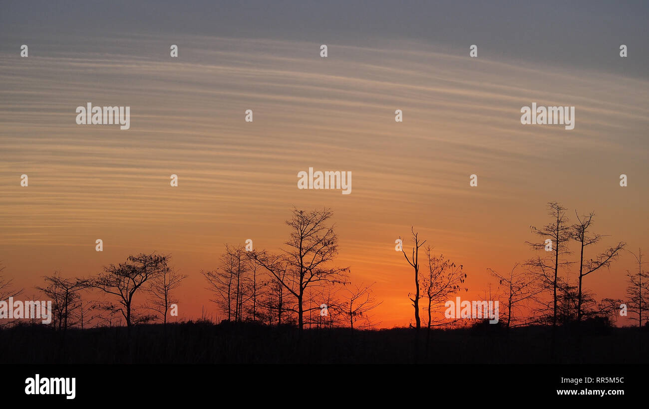 Cypress trees in silhouette hi-res stock photography and images - Alamy