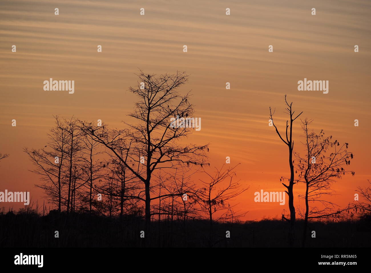 Cypress trees in silhouette hi-res stock photography and images - Alamy