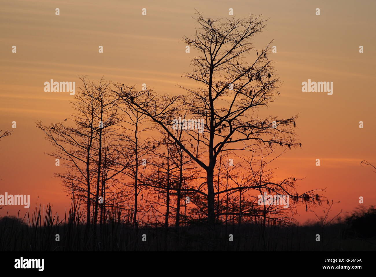 Cypress trees in silhouette hi-res stock photography and images - Alamy